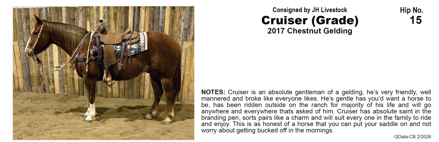 Lot 15: R&J Horse Sale - R&J Winter All Breds Horse Sale | DVAuction