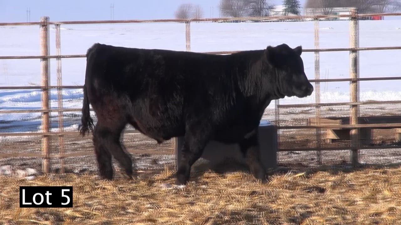Lot 5 - J&C WOODFORD N911: J&C Simmentals - Bull & Female Sale | DVAuction