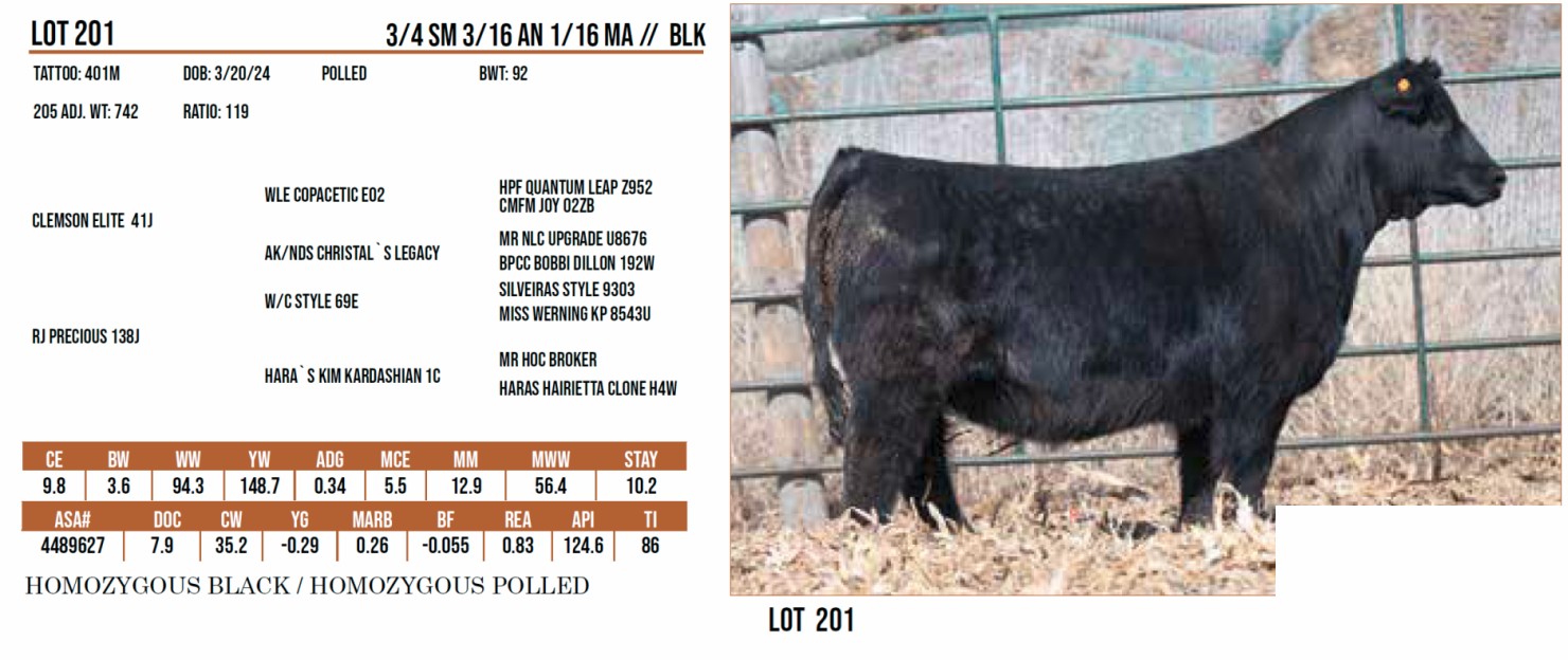 Lot 201: 3C Christensen Ranch & NLC Ranch - 54th Annual Sale | DVAuction