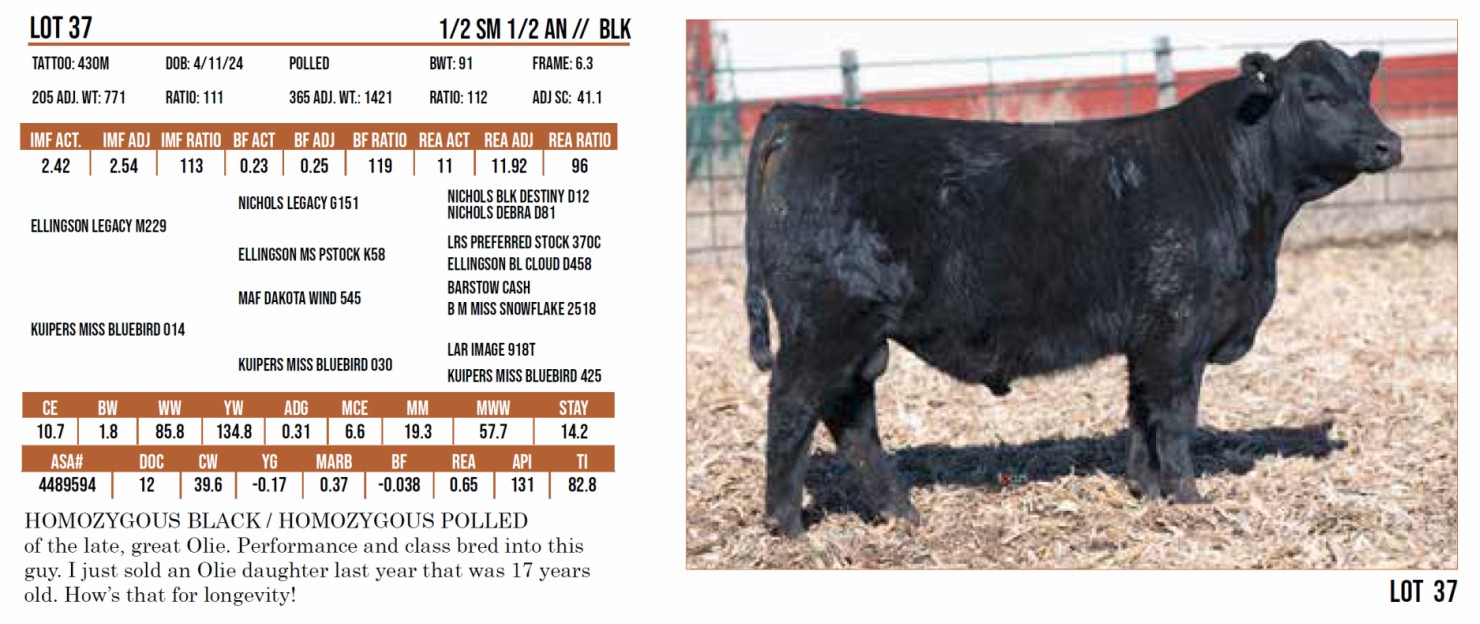 Lot 37: 3C Christensen Ranch & NLC Ranch - 54th Annual Sale | DVAuction
