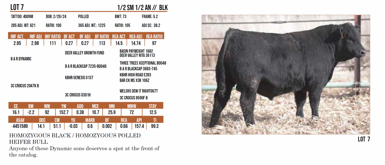 Lot 7: 3C Christensen Ranch & NLC Ranch - 54th Annual Sale | DVAuction