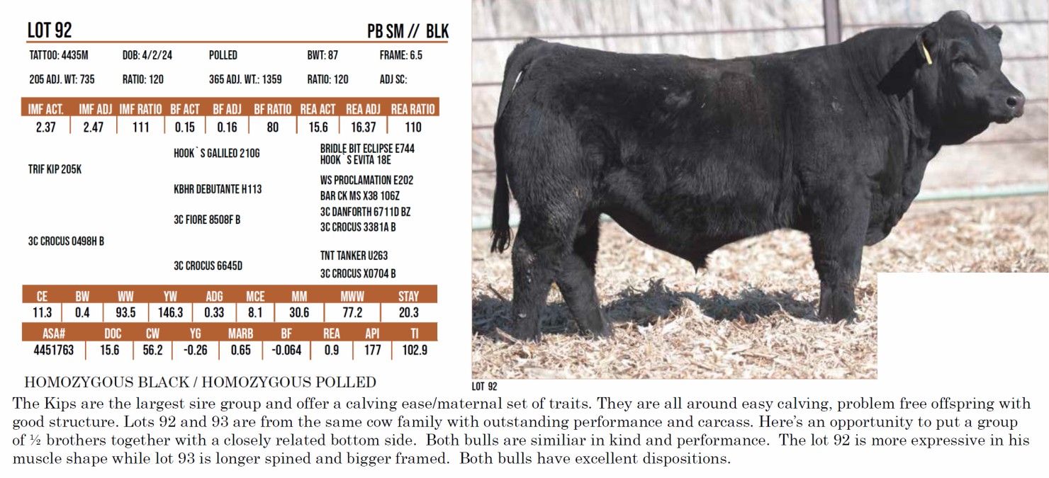 Lot 92: 3C Christensen Ranch & NLC Ranch - 54th Annual Sale | DVAuction