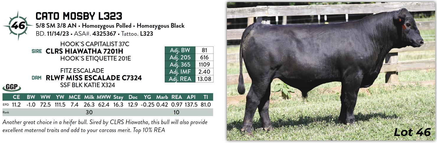 Lot 46: Southern Superior Sale | DVAuction