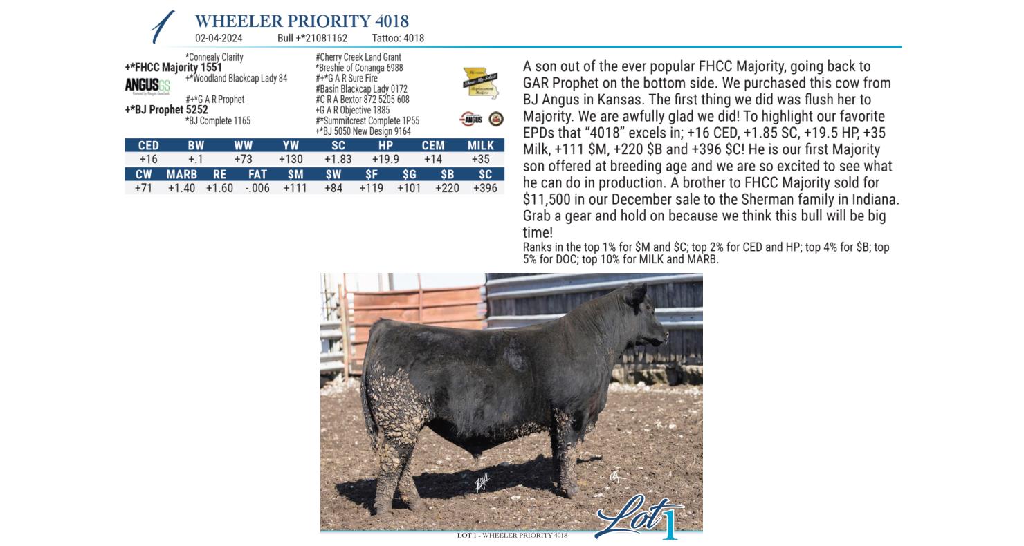Lot 1: Wheeler Angus Bull Sale | DVAuction
