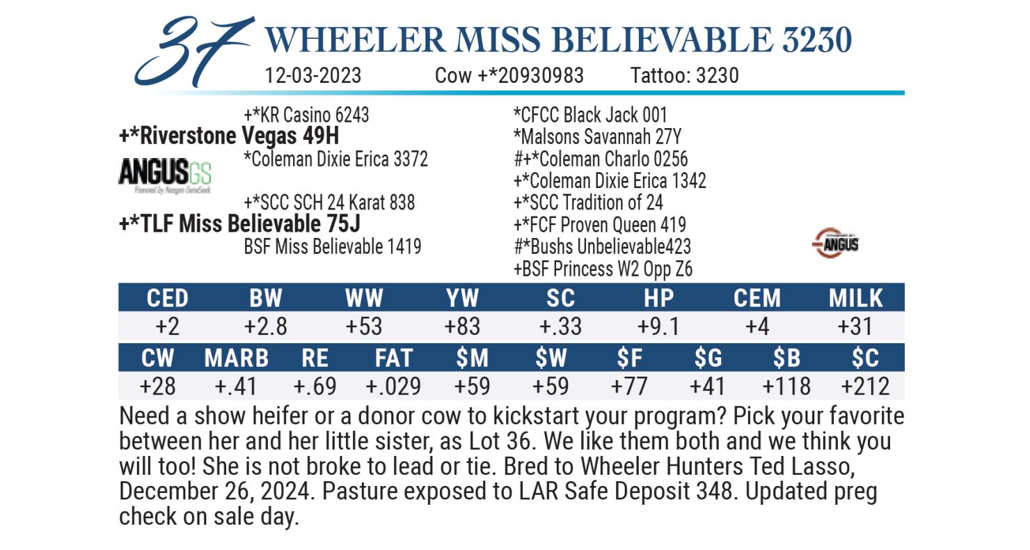 Lot 37: Wheeler Angus Bull Sale | DVAuction
