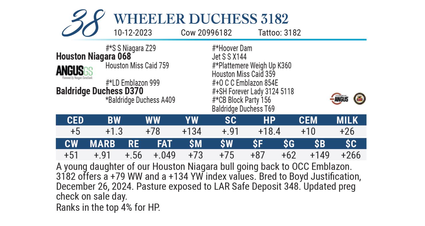 Lot 38: Wheeler Angus Bull Sale | DVAuction