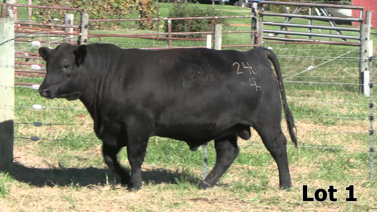 Lot 1: Union County Performance Tested Bull Sale - 50th Annual Bull ...
