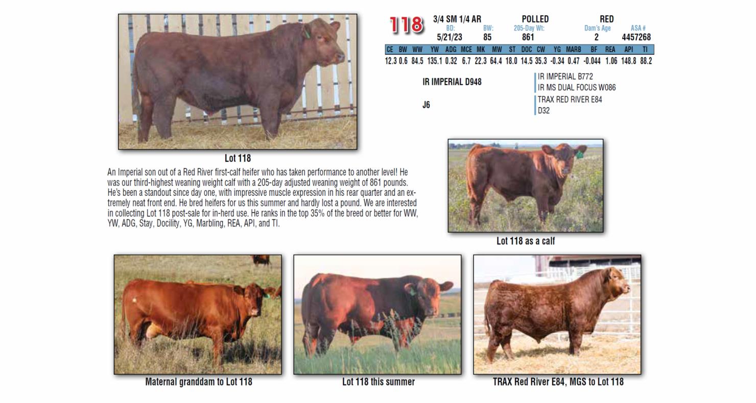 Lot 118: Hanging H Ranch - Annual Simmental & SimAngus Sale | Hanging H ...