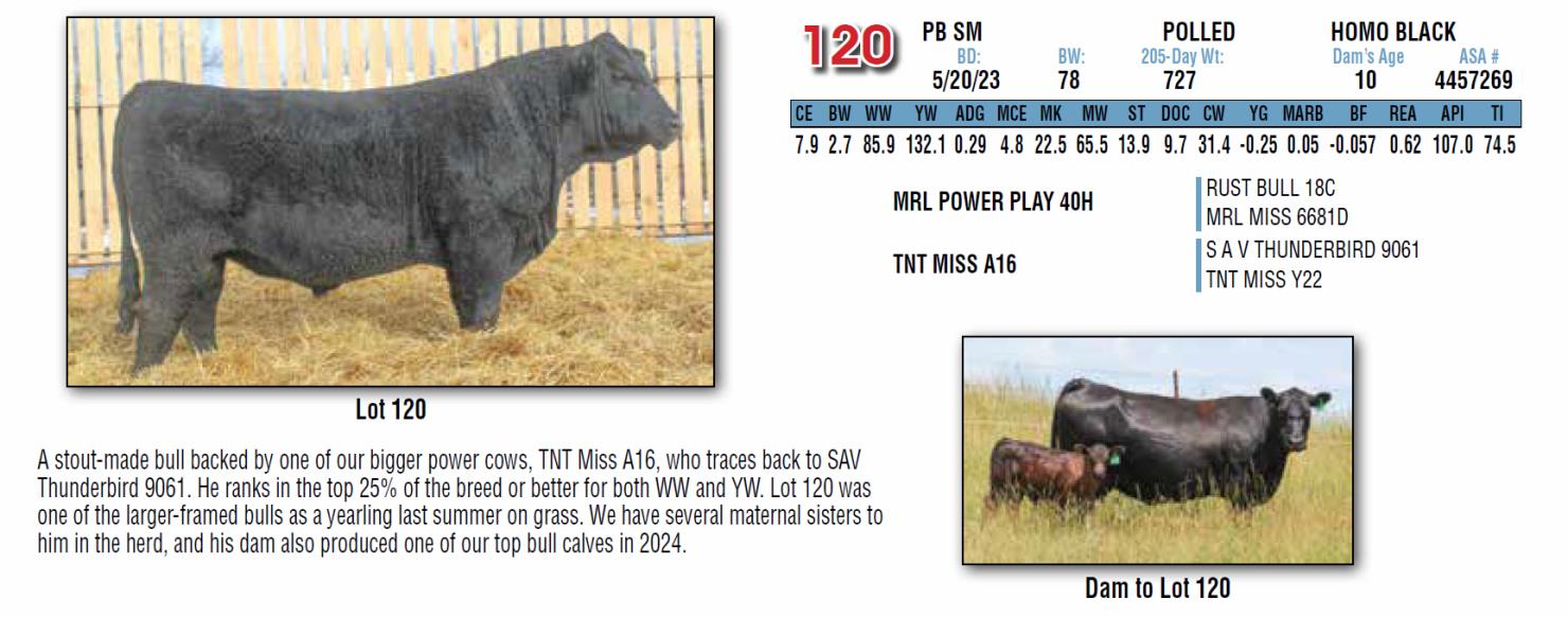 Lot 120: Hanging H Ranch - Annual Simmental & SimAngus Sale | Hanging H ...