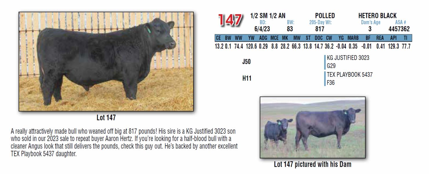 Lot 147: Hanging H Ranch - Annual Simmental & SimAngus Sale | Hanging H ...