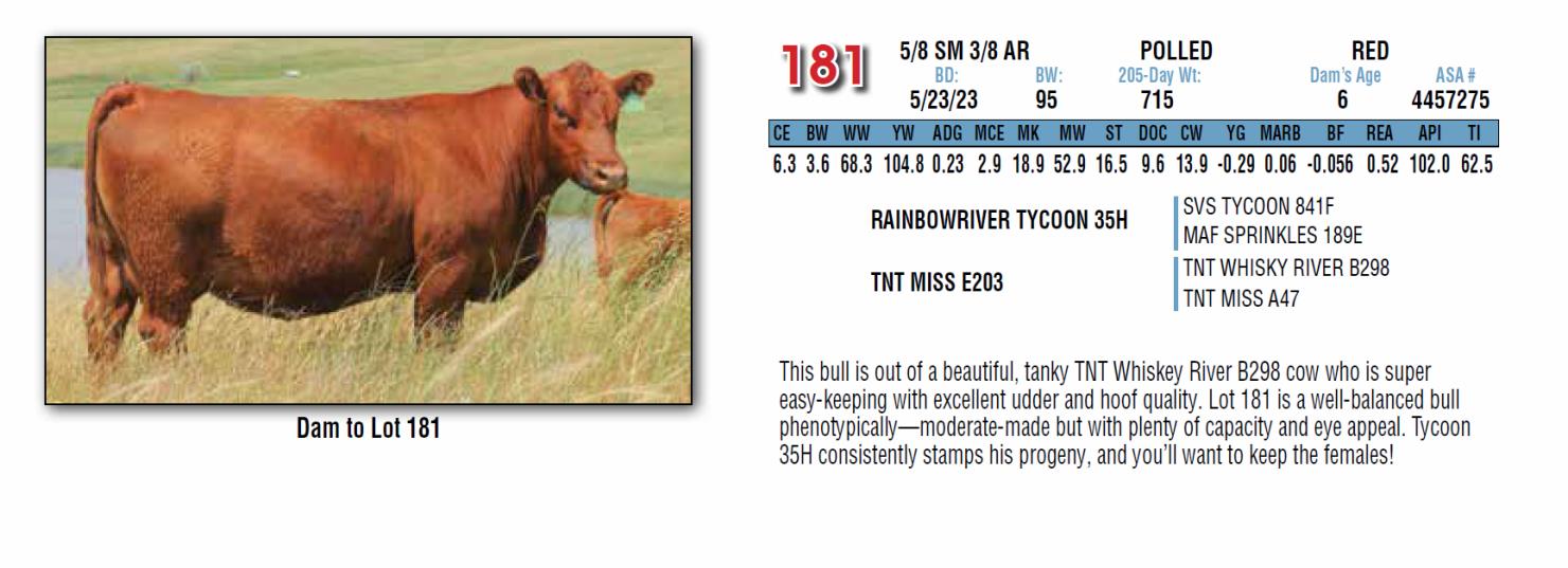 Lot 181: Hanging H Ranch - Annual Simmental & SimAngus Sale | Hanging H ...