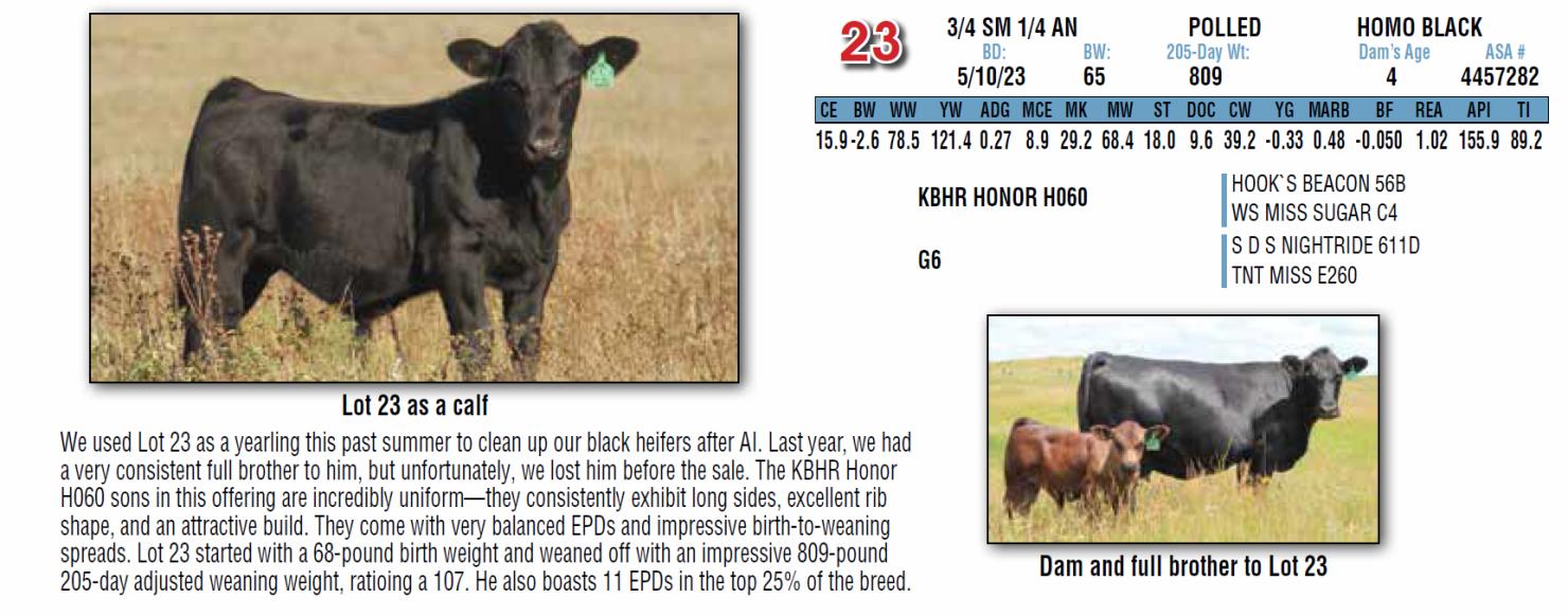 Lot 23: Hanging H Ranch - Annual Simmental & SimAngus Sale | Hanging H ...