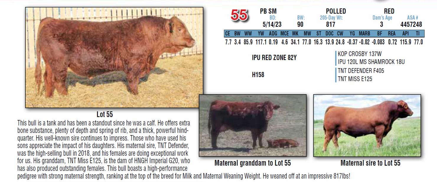 Lot 55: Hanging H Ranch - Annual Simmental & SimAngus Sale | Hanging H ...
