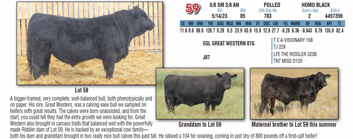Lot 59: Hanging H Ranch - Annual Simmental & SimAngus Sale | Hanging H ...