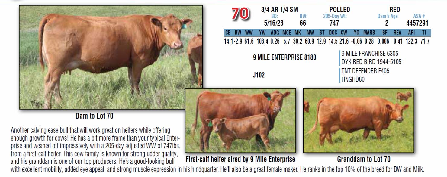 Lot 70: Hanging H Ranch - Annual Simmental & SimAngus Sale | Hanging H ...