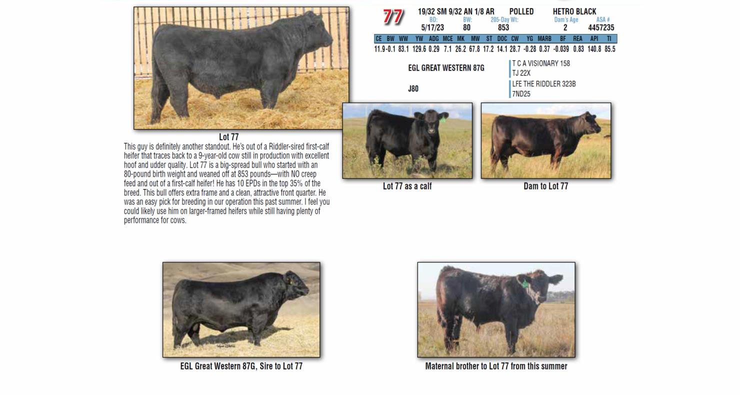 Lot 77: Hanging H Ranch - Annual Simmental & SimAngus Sale | Hanging H ...