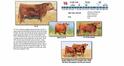 Lot 18: Hanging H Ranch - Annual Simmental & SimAngus Sale | Hanging H ...