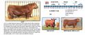 Lot 21: Hanging H Ranch - Annual Simmental & SimAngus Sale | Hanging H ...