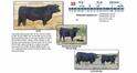 Lot 32: Hanging H Ranch - Annual Simmental & SimAngus Sale | Hanging H ...