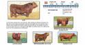 Lot 33: Hanging H Ranch - Annual Simmental & SimAngus Sale | Hanging H ...