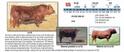 Lot 55: Hanging H Ranch - Annual Simmental & SimAngus Sale | Hanging H ...