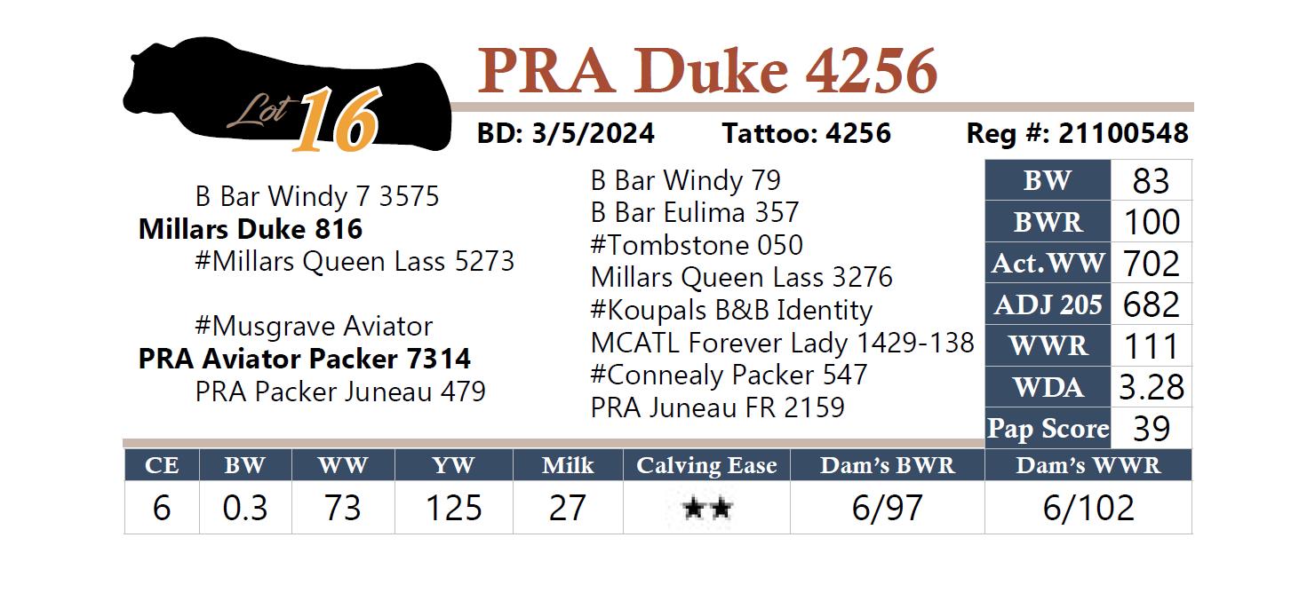 Lot 16: Powder River Angus - Annual Bull Sale | DVAuction