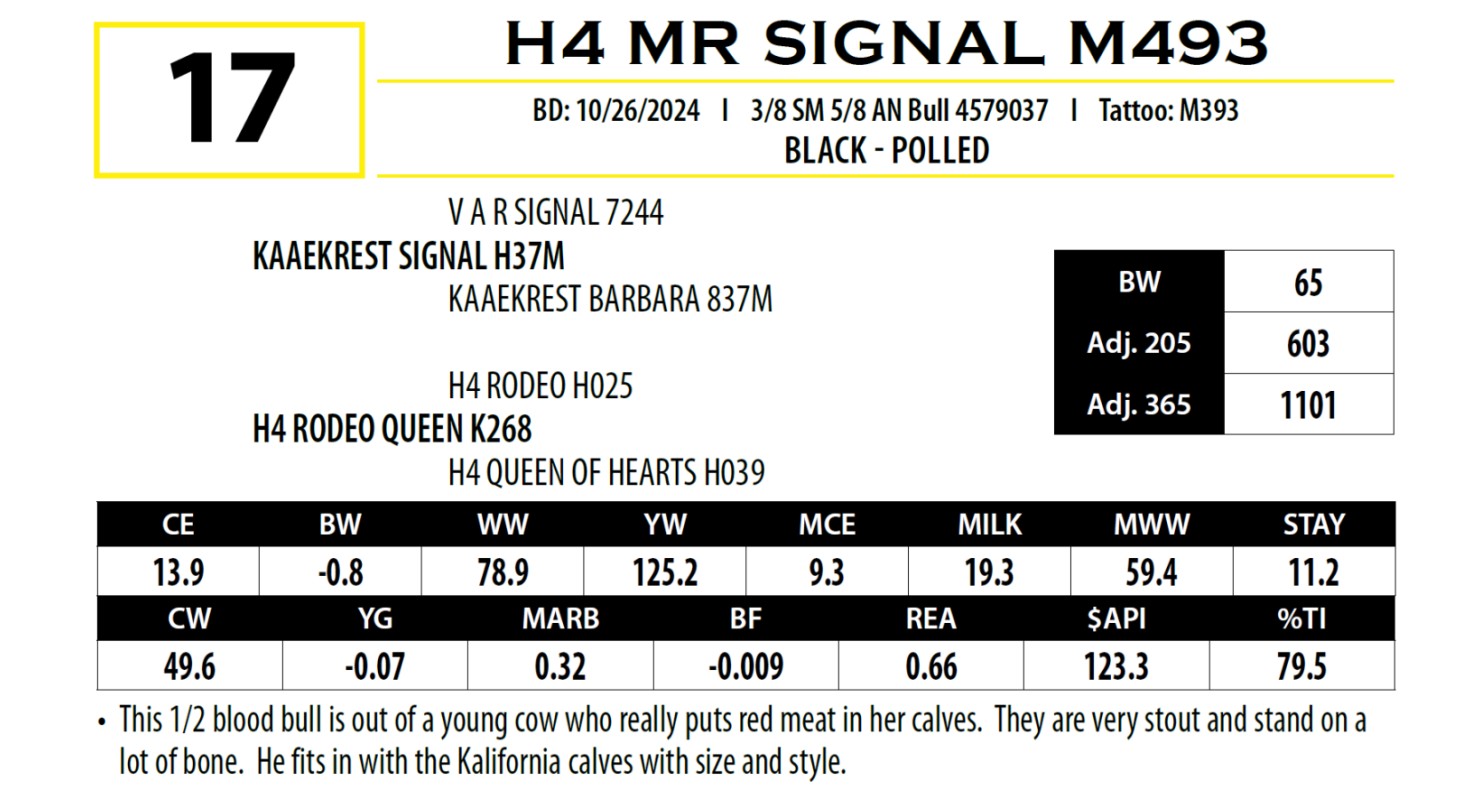 Lot 17 - H4 MR SIGNAL M493: Hinton Ranch Simmentals - Annual Sale ...