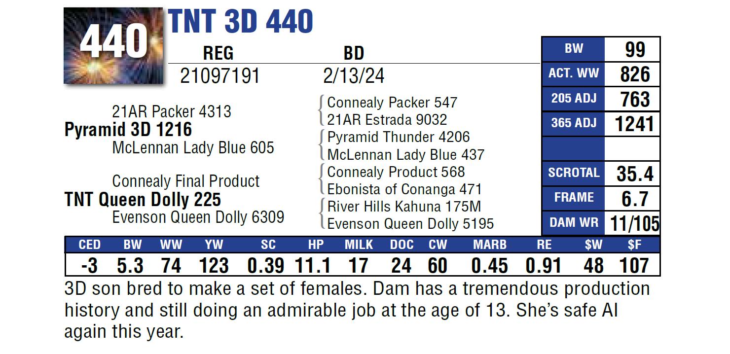 Lot 440: TNT Angus - Bull Sale | TNT Angus