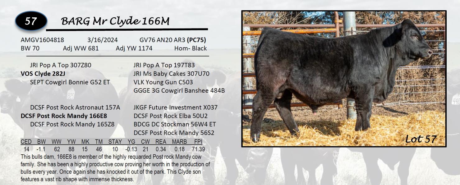 Lot 57: Barwick Gelbvieh & Steinkruger Farms 11th Annual Sale | DVAuction