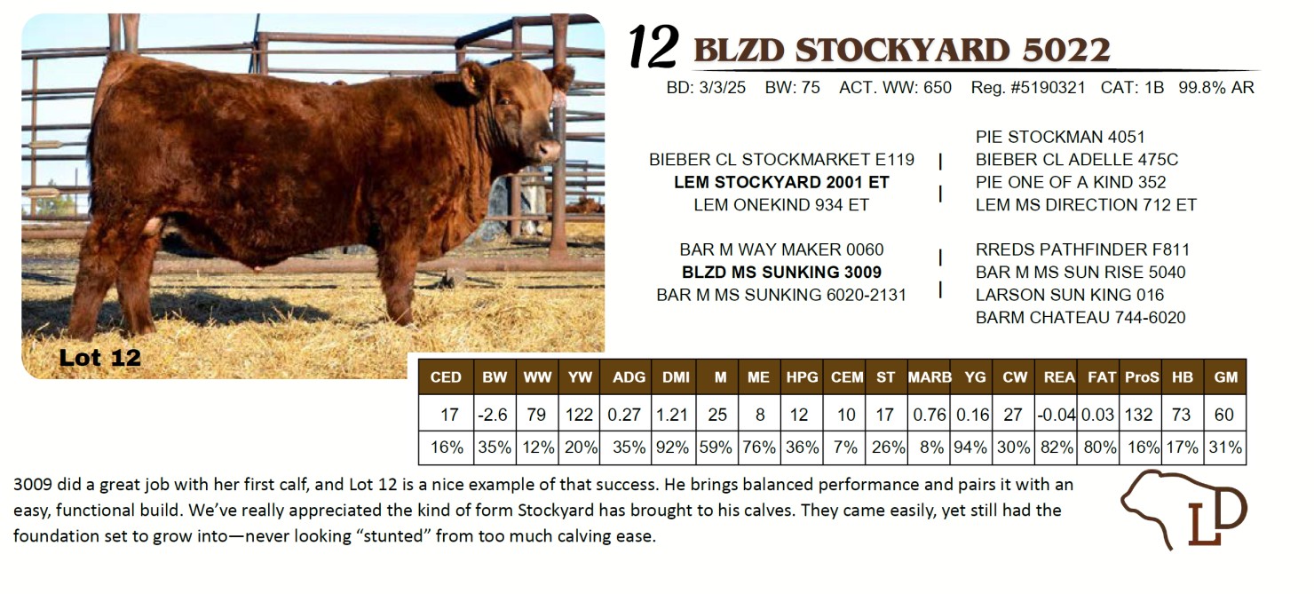 Lot 12 - BLZD STOCKYARD 5022: Lazy D Red Angus - Online Bull Sale ...