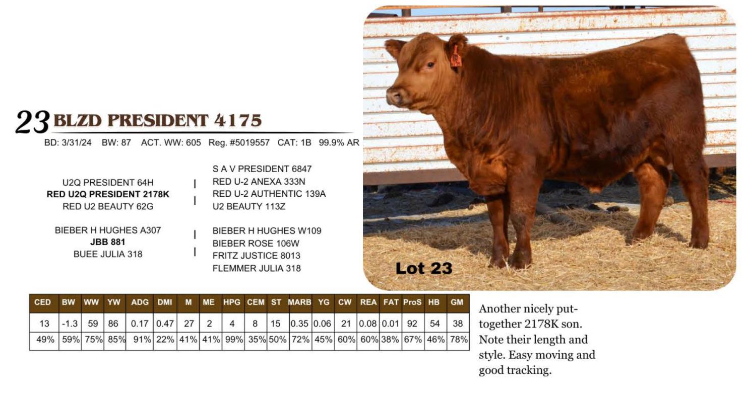 Lot 23 - BLZD PRESIDENT 4175: Lazy D Red Angus - Online Bull Sale | Lazy D Red Angus