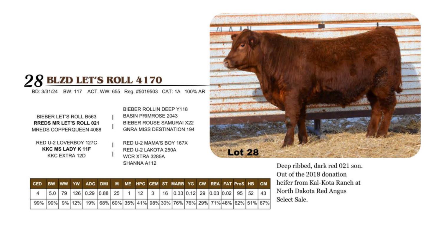 Lot 28 - BLZD LET'S ROLL 4170: Lazy D Red Angus - Online Bull Sale | Lazy D Red Angus