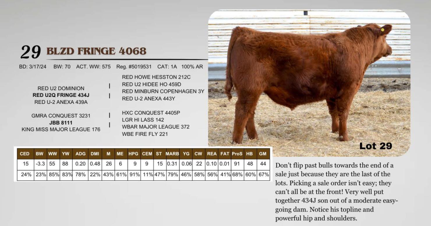 Lot 29 - BLZD FRINGE 4068: Lazy D Red Angus - Online Bull Sale | Lazy D Red Angus