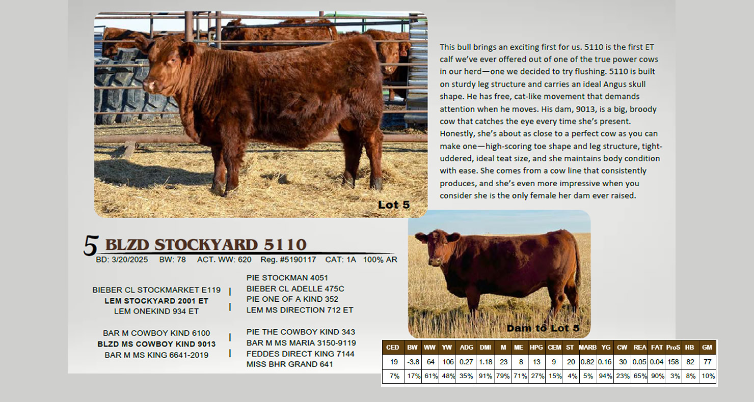 Lot 5 - BLZD STOCKYARD 5110: Lazy D Red Angus - Online Bull Sale | Lazy ...