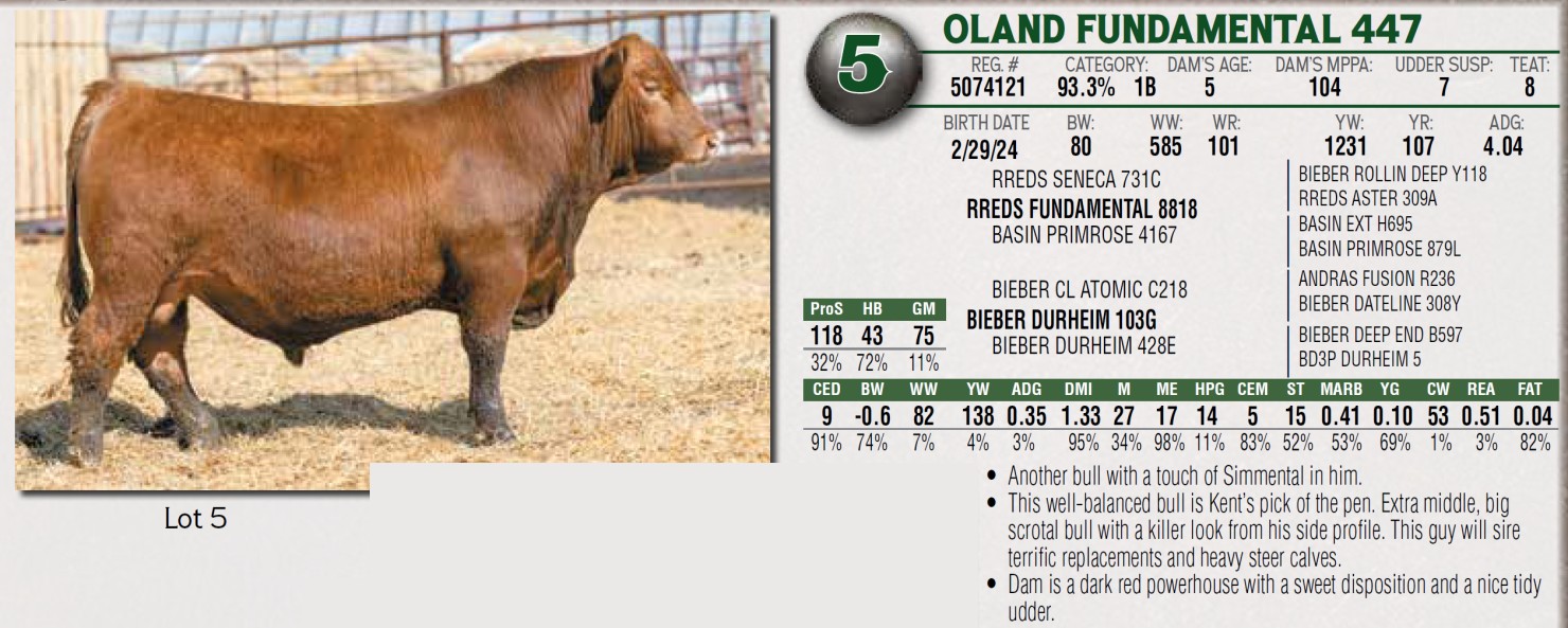 Lot 5: Oland Red Angus - Annual Production Sale | DVAuction