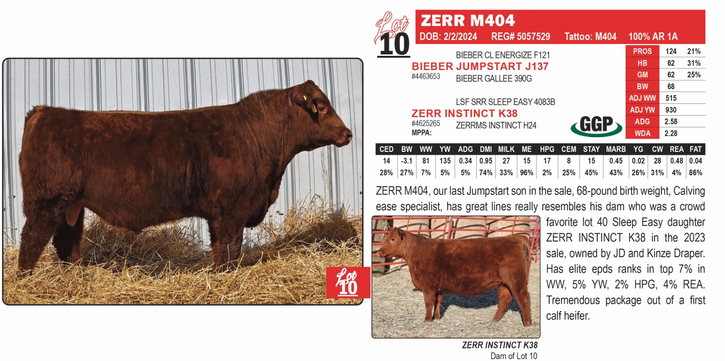 Lot 10: Zerr Red Angus - Annual Production Sale | DVAuction