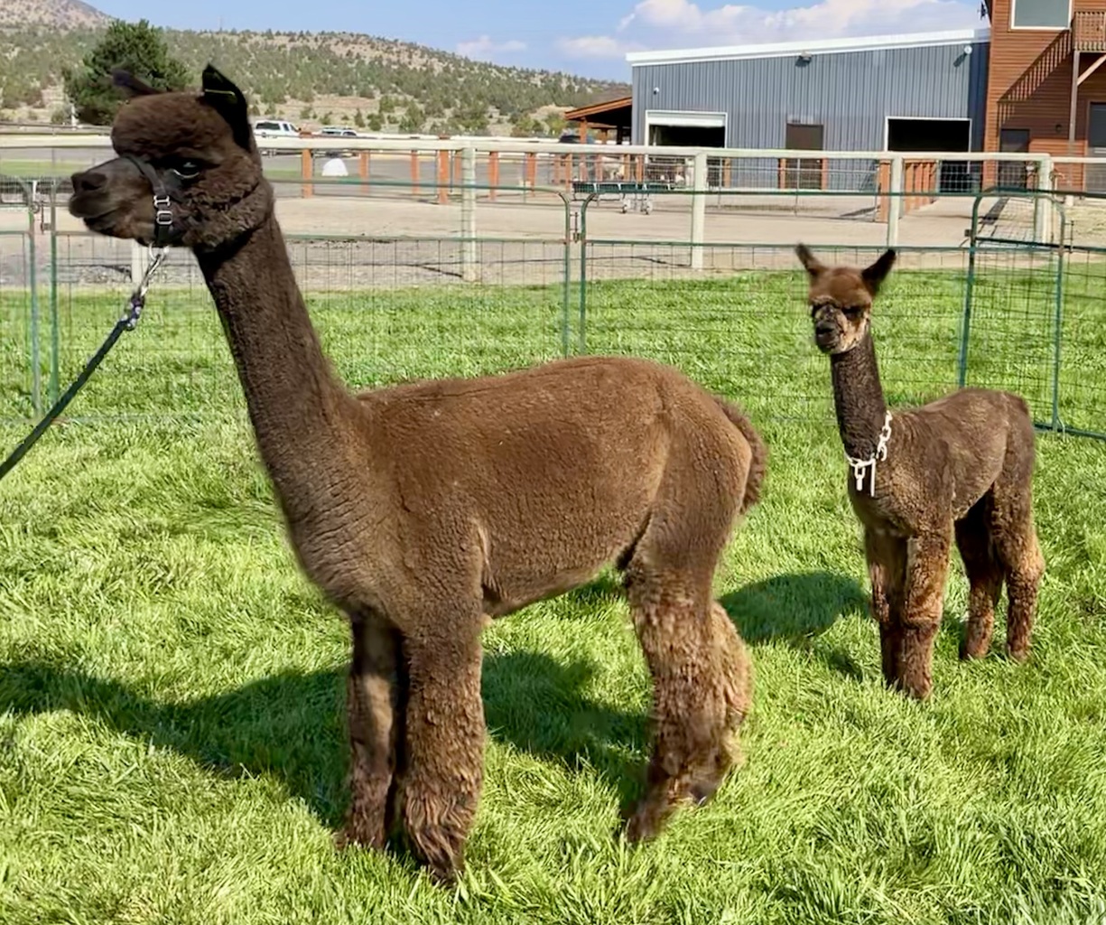 Lot 16 - LaFinca's Analisa: Amber Autumn Alpacas - Proven Producers ...