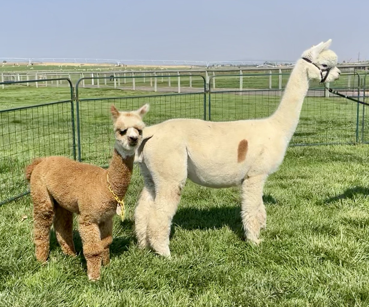Lot 1 - Amber Autumn Heavenly Harmony: Amber Autumn Alpacas - Proven ...