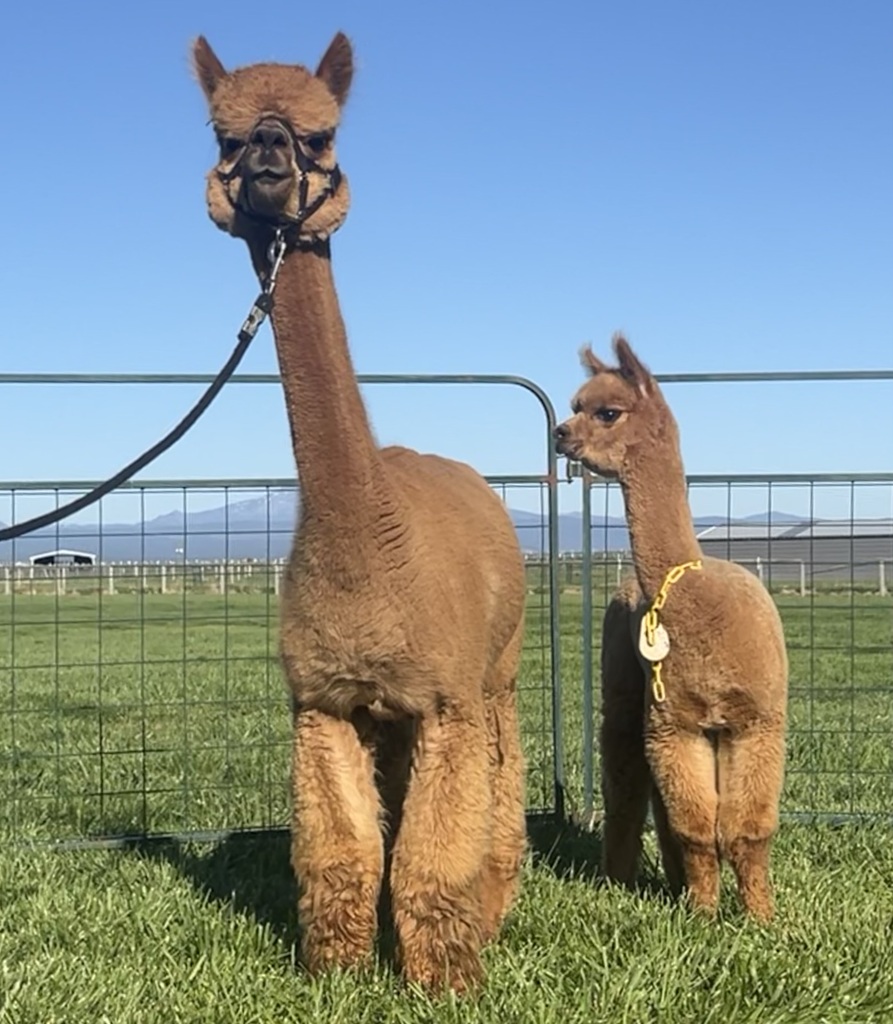 Lot 27 - Amber Autumn Lydia: Amber Autumn Alpacas - Proven Producers ...