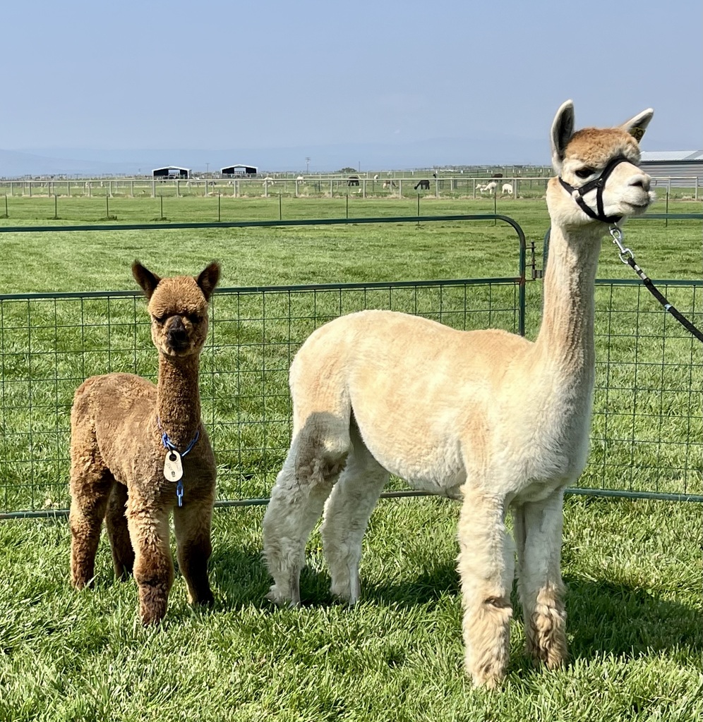 Lot 2 - Amber Autumn Illona: Amber Autumn Alpacas - Proven Producers ...