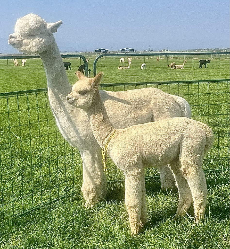 Lot 31 - Amber Autumn Windsong Rose: Amber Autumn Alpacas - Proven ...