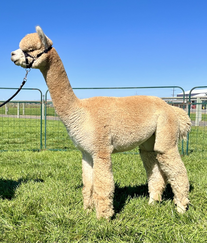 Lot 34 - Amber Autumn Windsor: Amber Autumn Alpacas - Proven Producers ...
