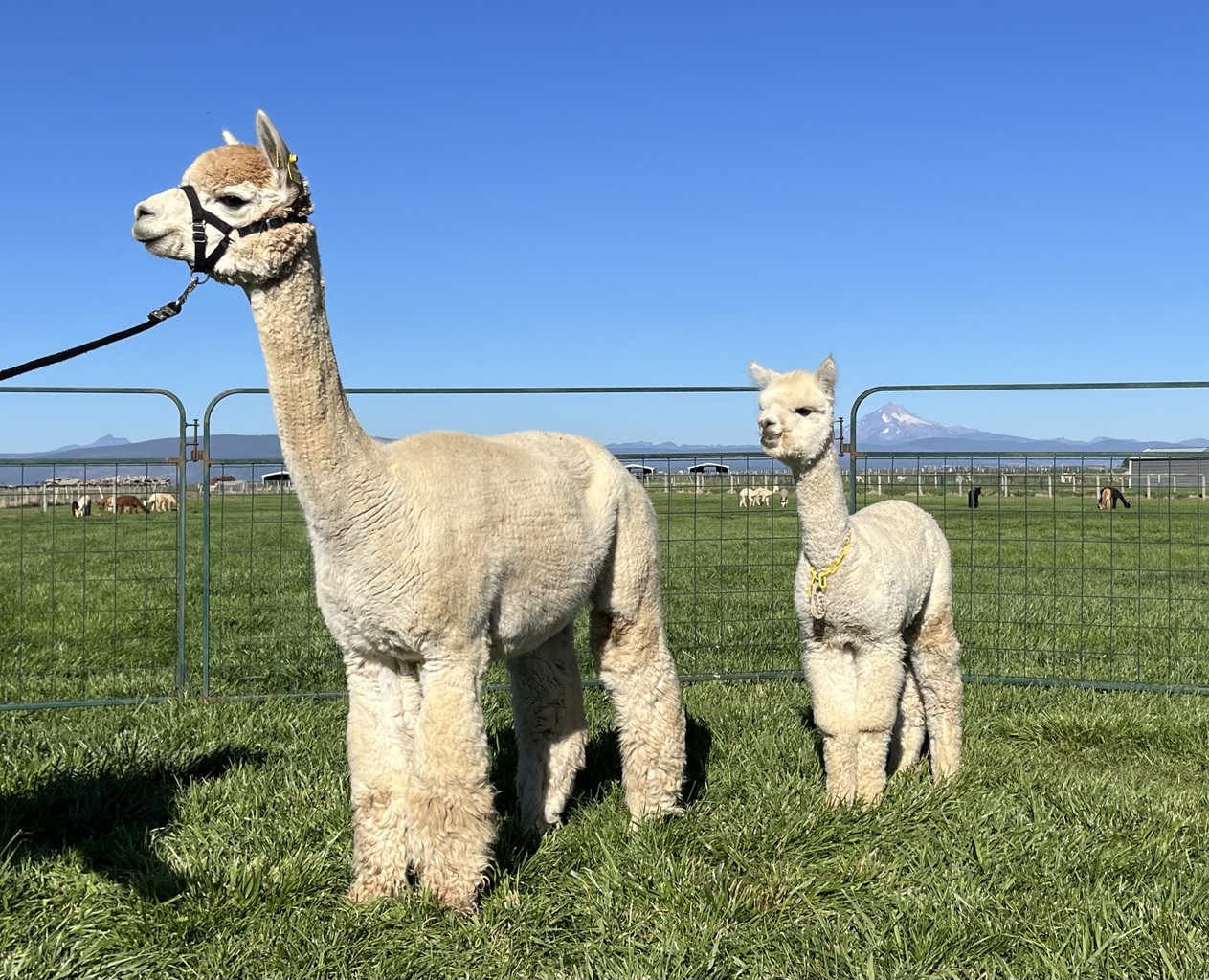 Lot 4 - Amber Autumn Orchid: Amber Autumn Alpacas - Proven Producers ...