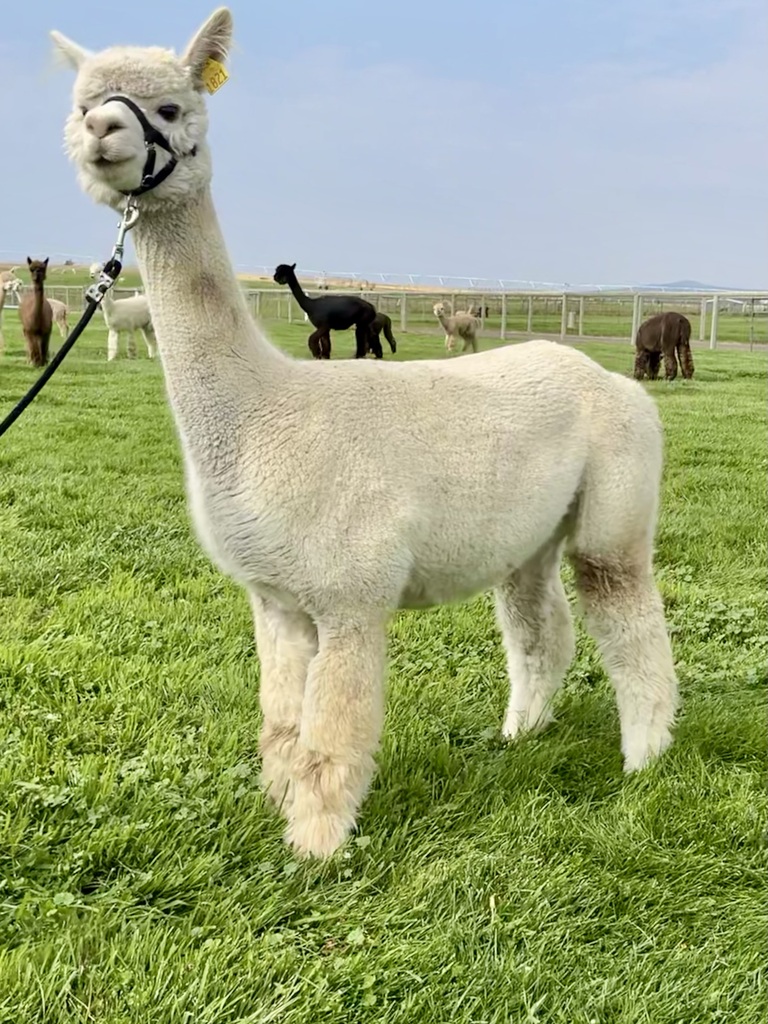 Lot 6 - Amber Autumn Cool Dawn: Amber Autumn Alpacas - Proven Producers ...