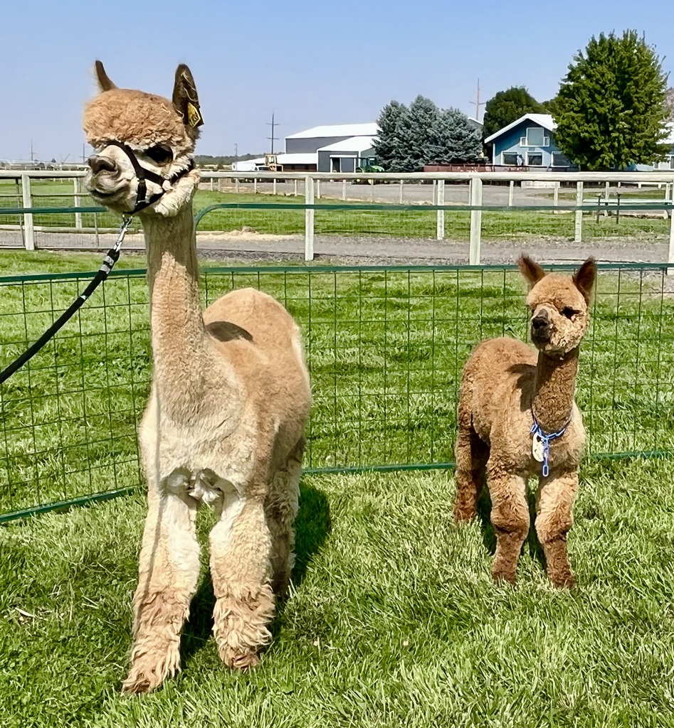 Lot 9 - Amber Autumn Divine Light: Amber Autumn Alpacas - Proven ...