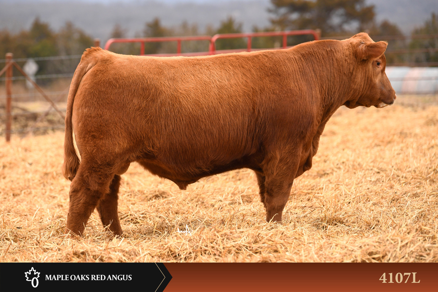 Lot 13 - MAPLE OAKS 26P MULBERRY 4107L: Maple Oaks Red Angus - 2025 ...