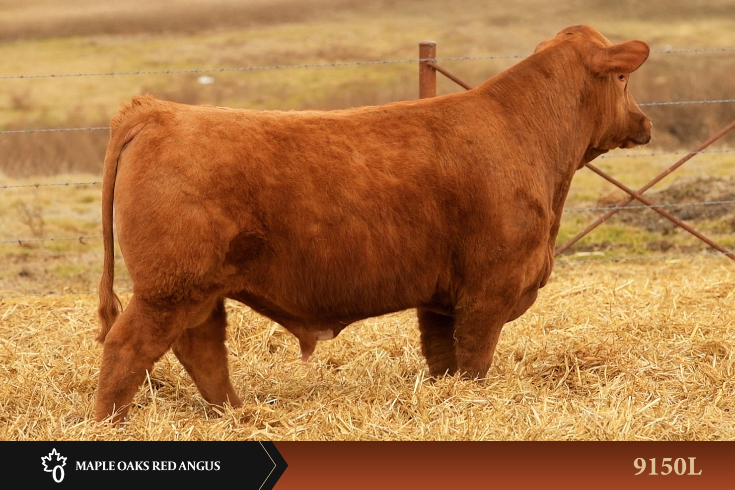 Lot 8 - MAPLE OAKS FIREPOWER 9150L: Maple Oaks Red Angus - 2025 SPRING ...