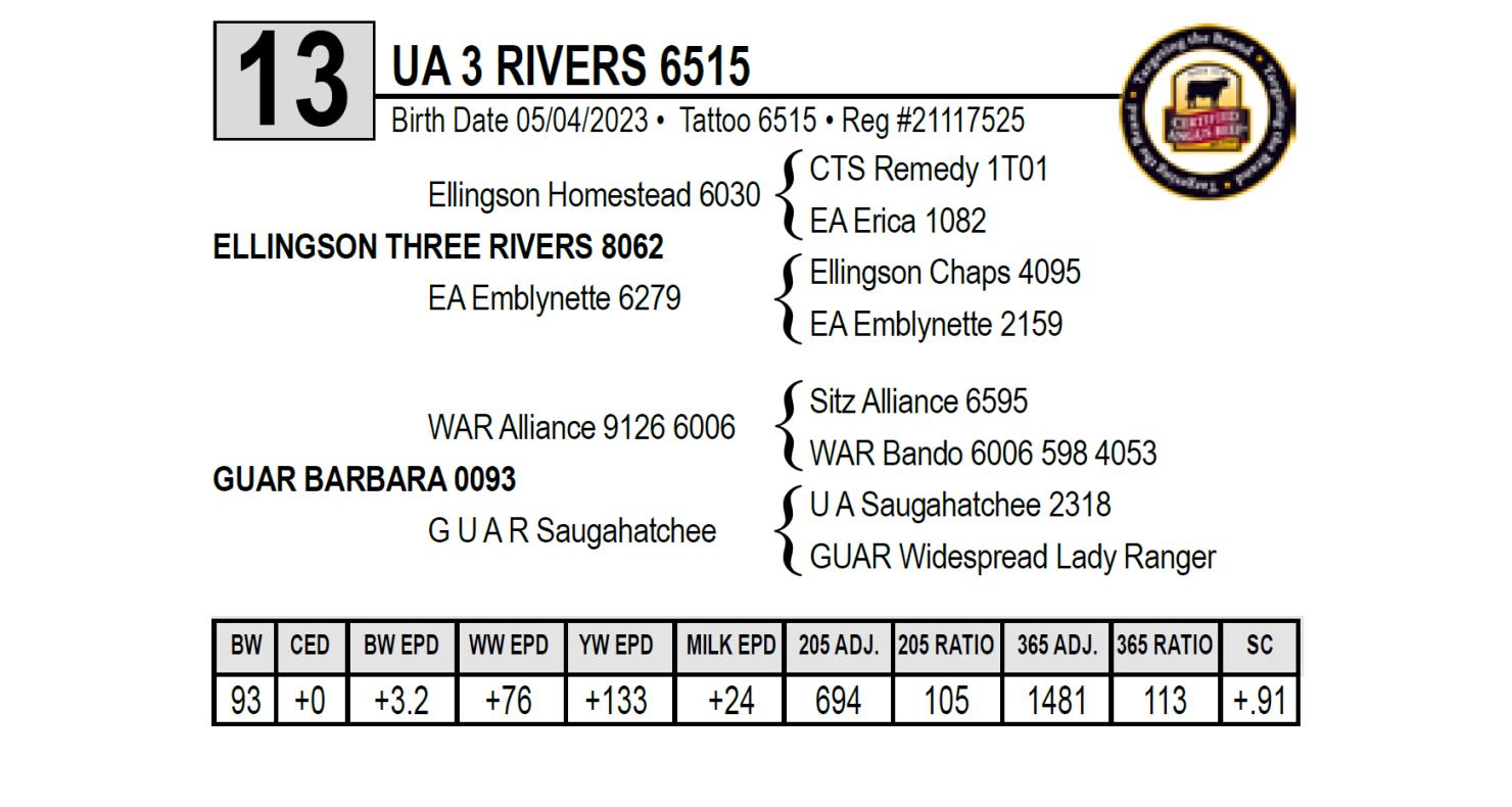 Lot 13: Urlacher Angus - Annual Production Sale | DVAuction