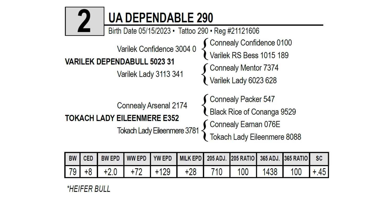 Lot 2: Urlacher Angus - Annual Production Sale | DVAuction