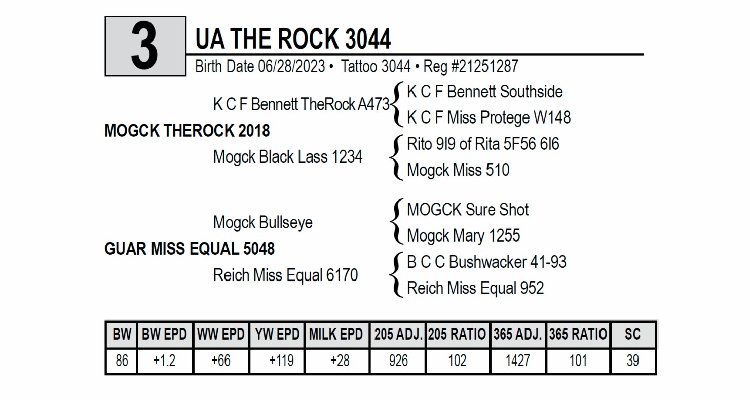 Lot 3: Urlacher Angus - Turn Out Sale | DVAuction